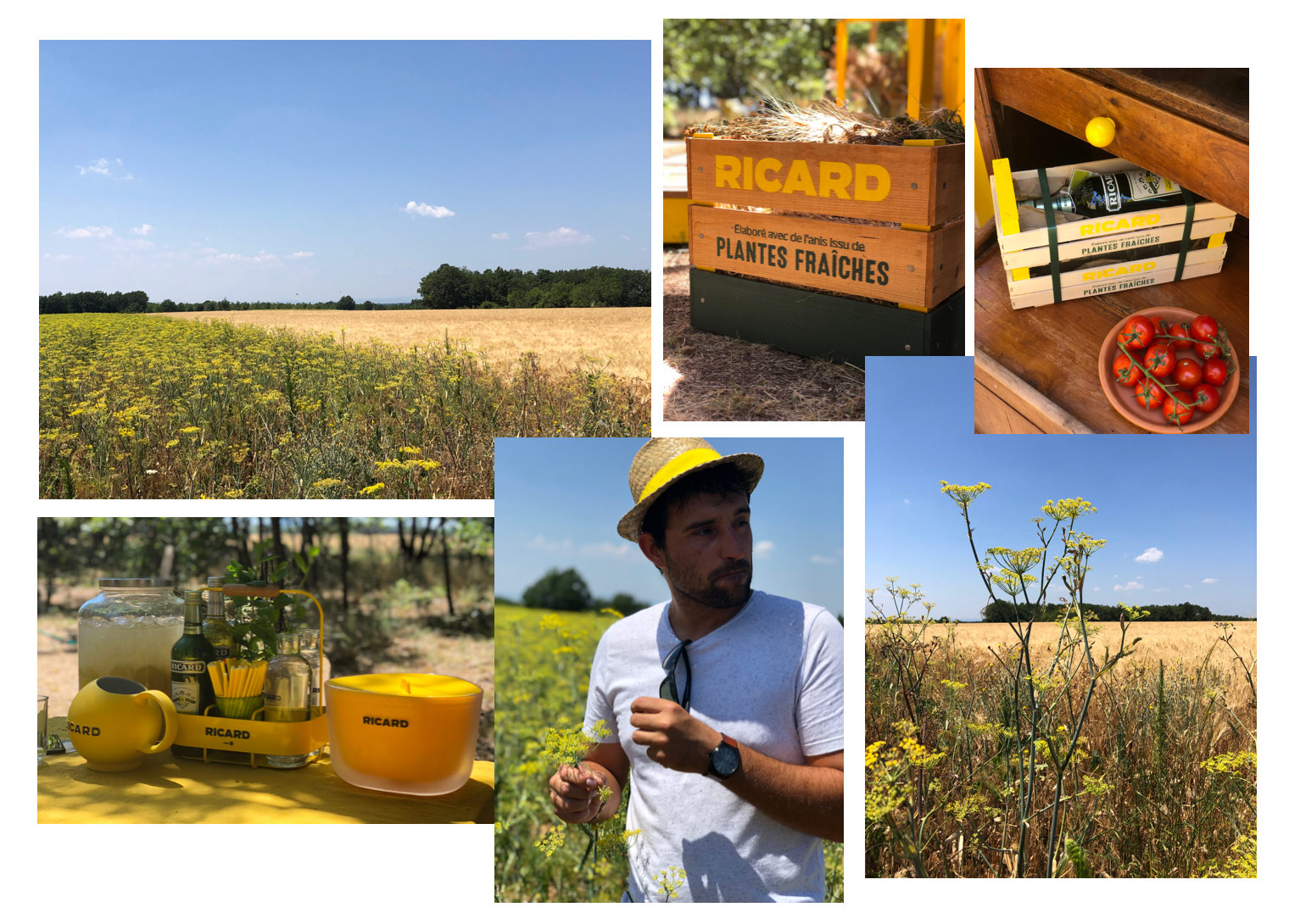 Retour sur la journée Ricard à Valensole, entre champs de fenouil et ...